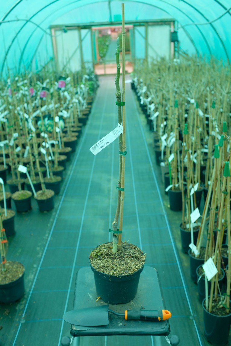 Magnolia 'Kronos' from Burncoose Nurseries