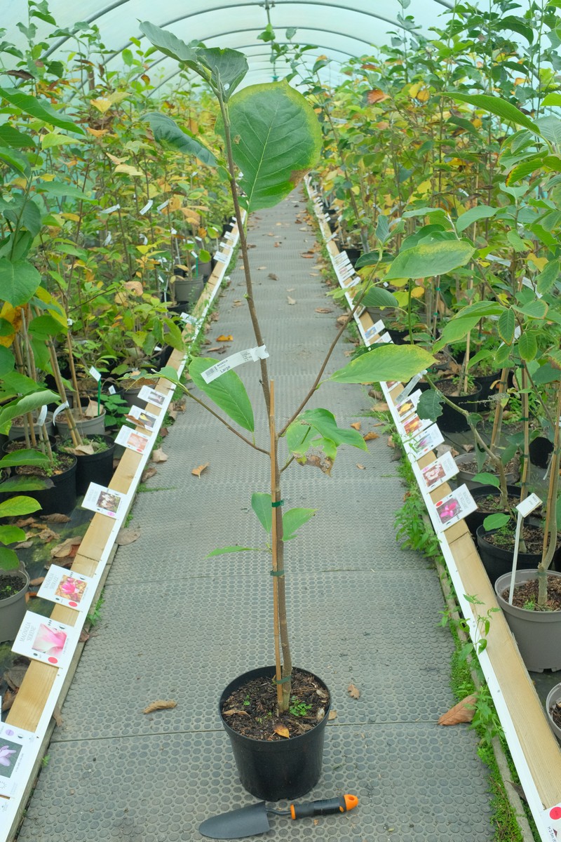 Magnolia 'Kronos' from Burncoose Nurseries