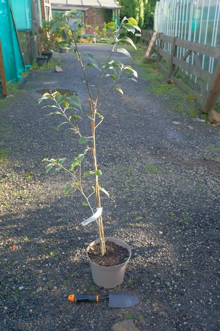Magnolia 'Mighty Mouse' from Burncoose Nurseries