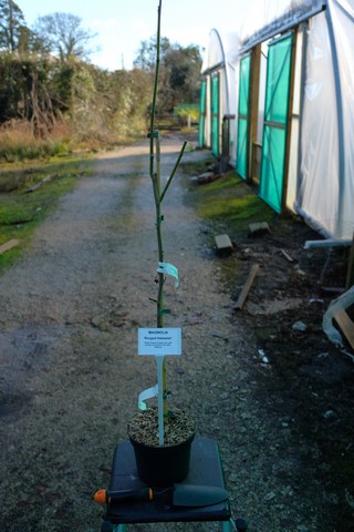 Magnolia 'Rouged Alabaster' from Burncoose Nurseries