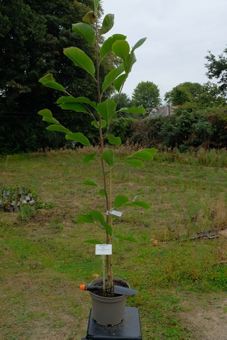 Magnolia 'Ruth' from Burncoose Nurseries