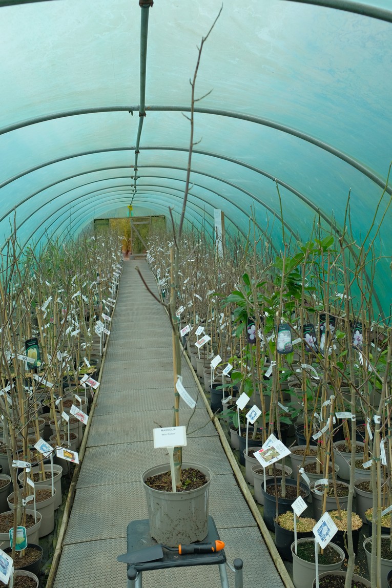 Magnolia 'Wim Rutten' from Burncoose Nurseries
