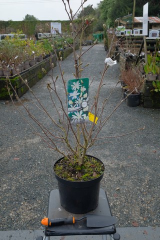 Magnolia Stellata 'Royal Star' from Burncoose Nurseries