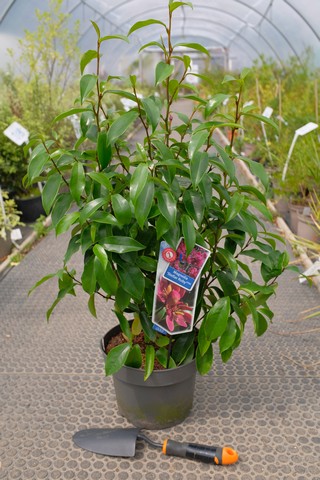 Michelia Figo 'Stellar Ruby' from Burncoose Nurseries