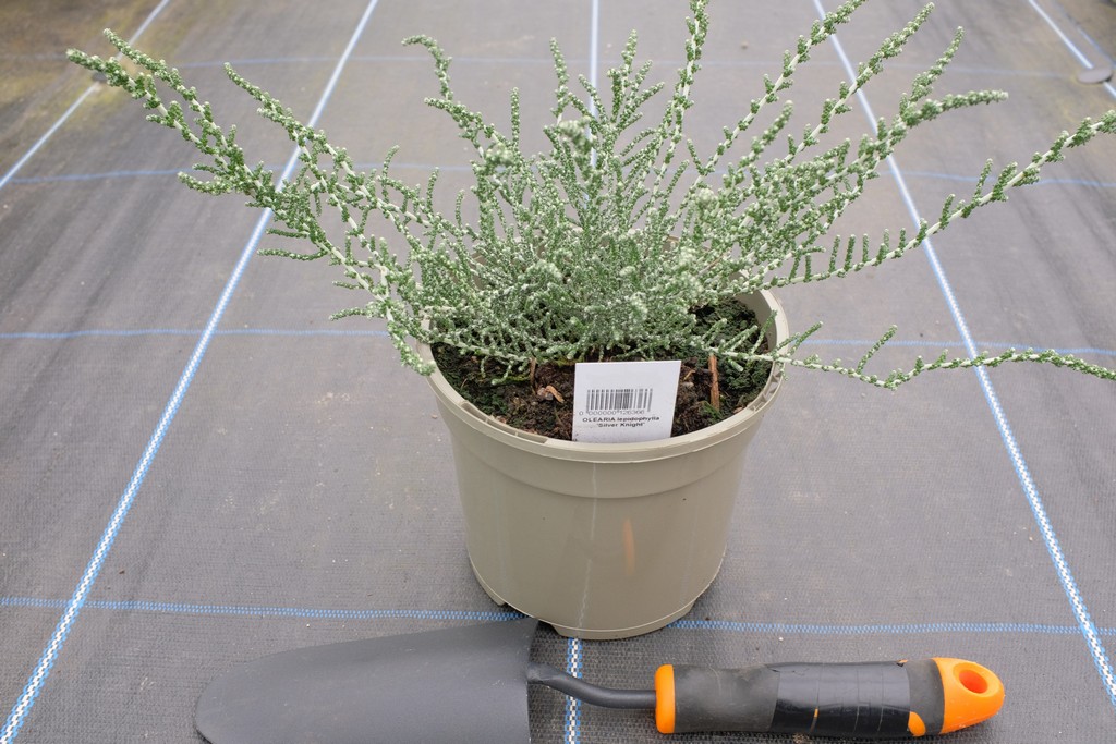Olearia Lepidophylla 'Silver Knight' from Burncoose Nurseries