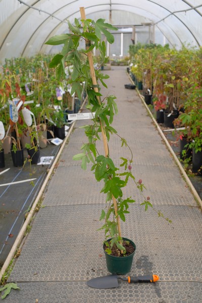 Passiflora Caerulea 'Rubra' from Burncoose Nurseries