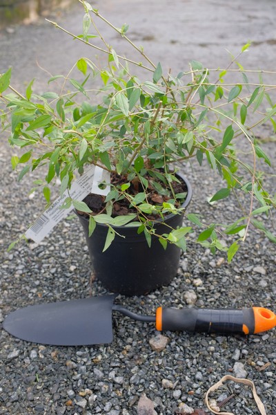 Philadelphus Maculatus 'Sweet Clare' from Burncoose Nurseries