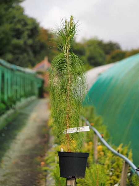 Pinus Patula from Burncoose Nurseries