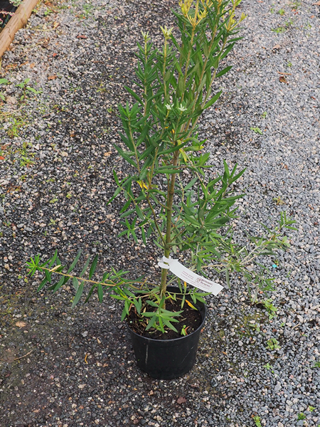 Pittosporum Bicolor from Burncoose Nurseries