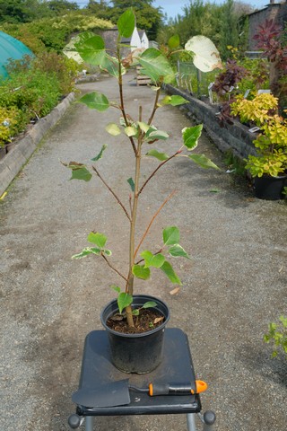 Populus Candicans 'Aurora' from Burncoose Nurseries