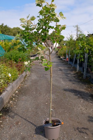 Populus Candicans 'Aurora' from Burncoose Nurseries