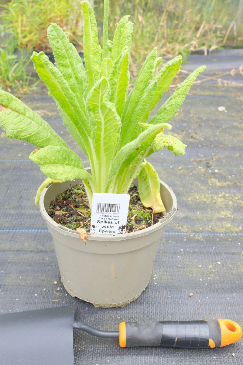 Primula Vialli 'Alison Holland' from Burncoose Nurseries OTHER PRIMULAS