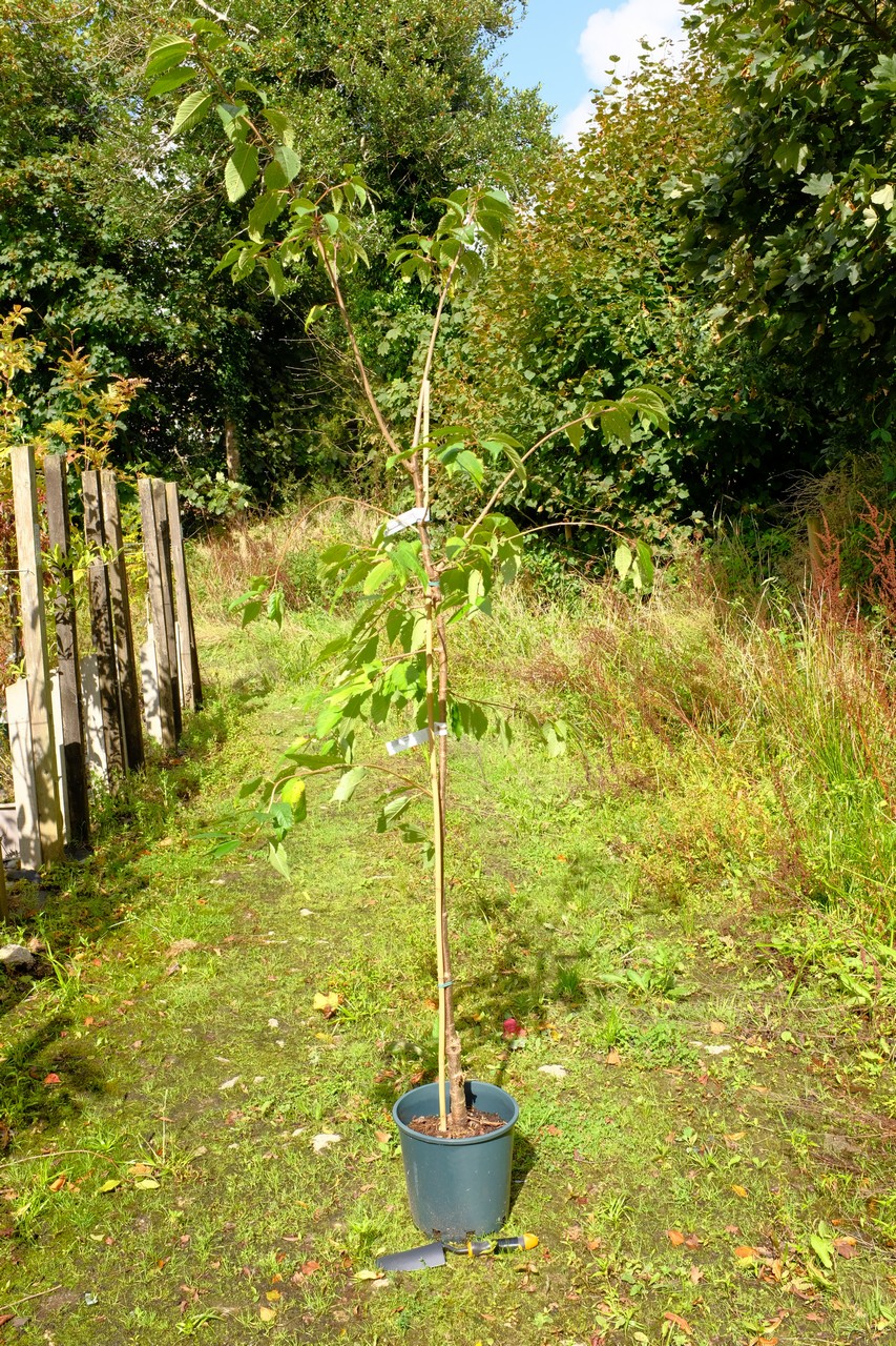 Prunus 'Starlight' from Burncoose Nurseries FLOWERING CHERRIES