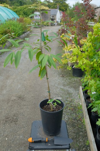 Quercus Engleriana from Burncoose Nurseries