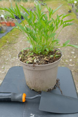 Ratibida Pinnata from Burncoose Nurseries