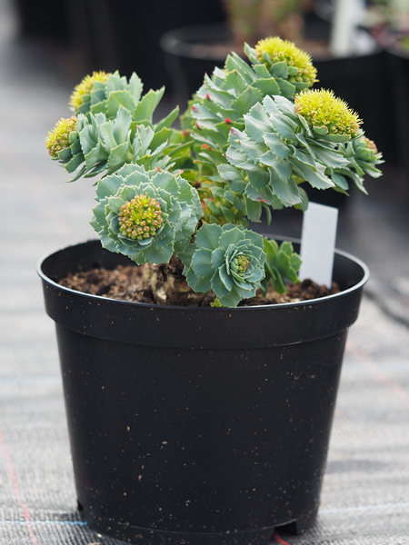 Rhodiola Rosea from Burncoose Nurseries