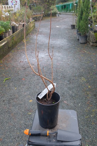 Ribes Sanguineum 'Pulborough Scarlet' from Burncoose Nurseries