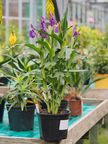 Roscoea Purpurea from Burncoose Nurseries