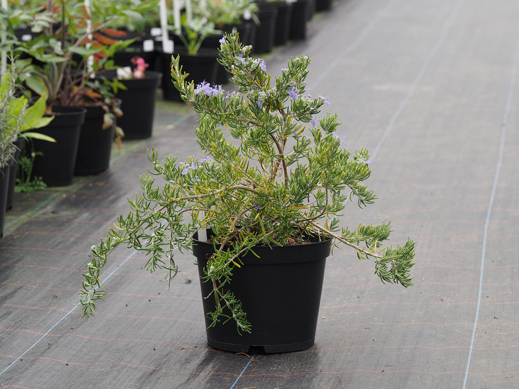 Rosmarinus Officinalis 'Roman Beauty' from Burncoose Nurseries