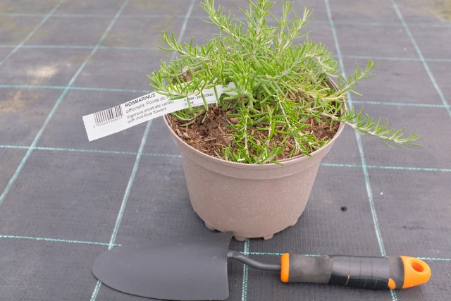 Rosmarinus Officinalis 'Pointe Du Raz' from Burncoose Nurseries