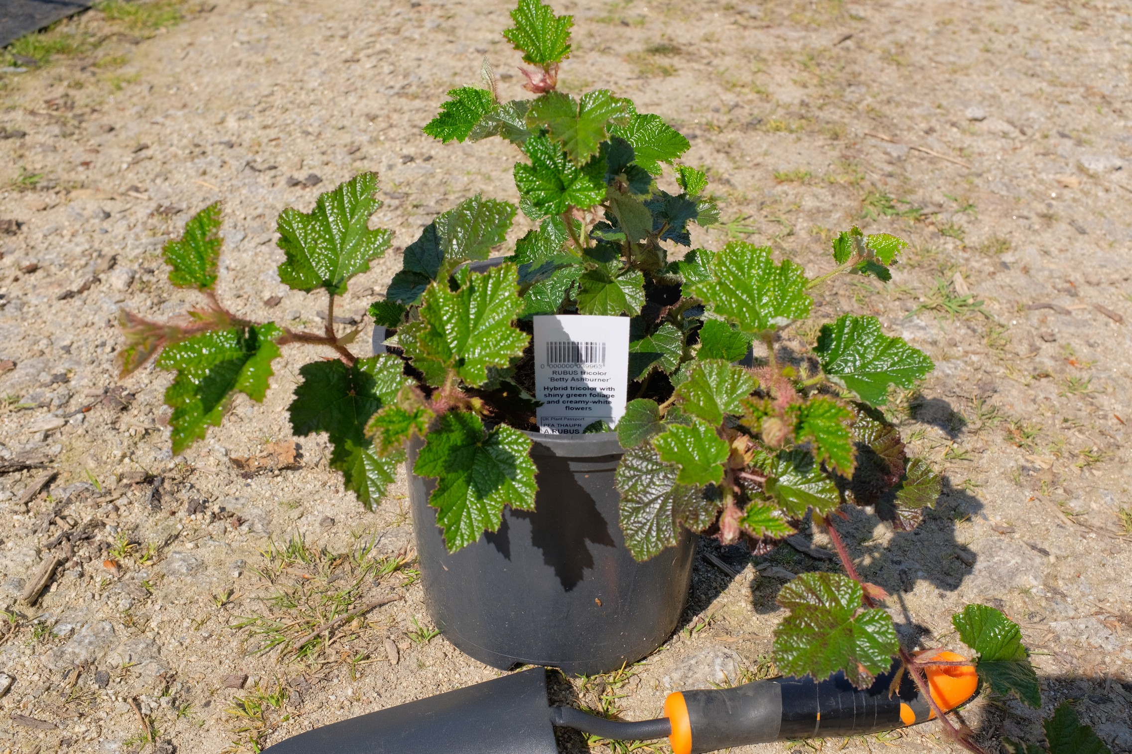 Rubus Tricolor 'Betty Ashburner' from Burncoose Nurseries