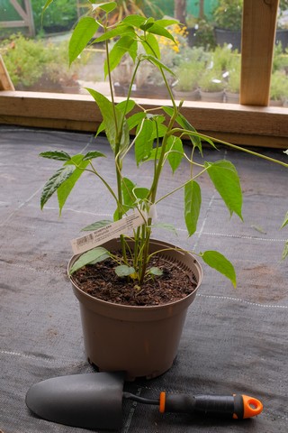 Schefflera Macrophylla from Burncoose Nurseries
