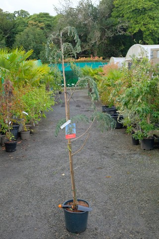 Sorbus 'Chinese Lace' from Burncoose Nurseries