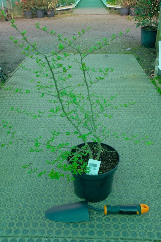 Styrax Japonicus 'Pink Snowbell' from Burncoose Nurseries