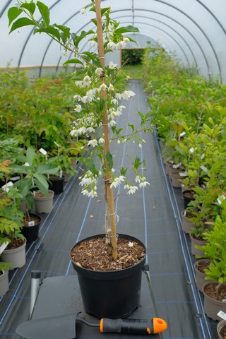 Styrax Japonicus 'Snowcone' from Burncoose Nurseries