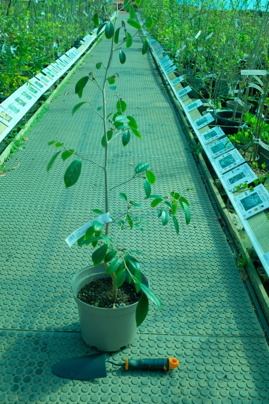 Sycopsis Sinensis from Burncoose Nurseries