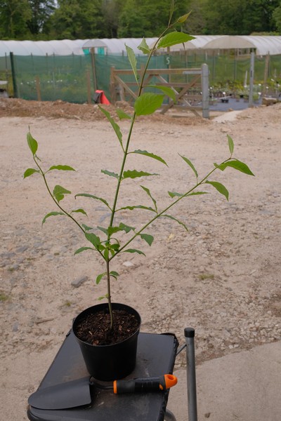 Syringa Tomentella from Burncoose Nurseries