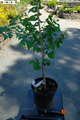 Tilia Kiusiana from Burncoose Nurseries