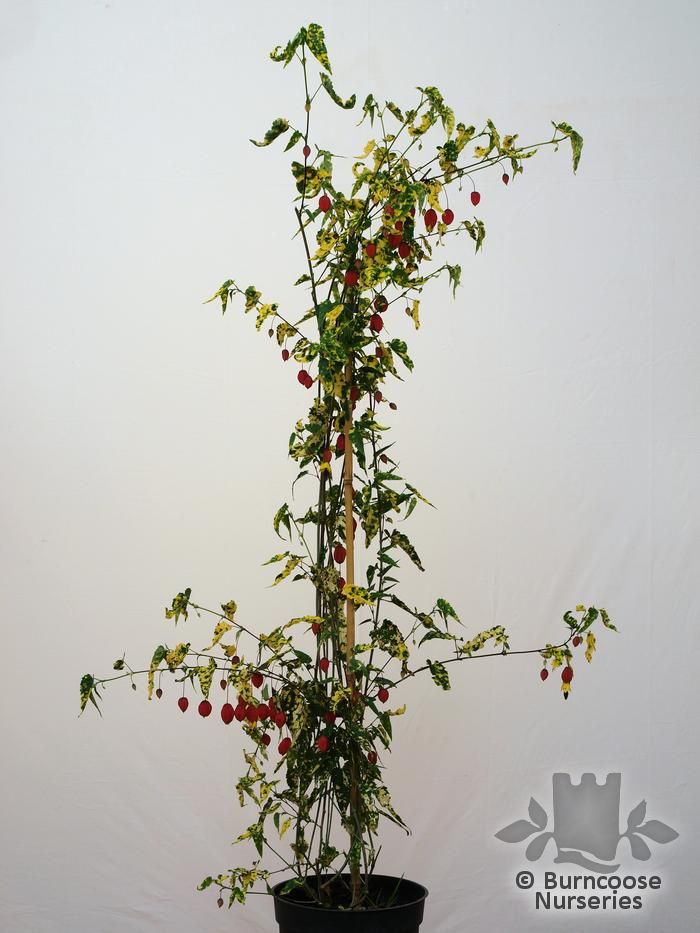 Abutilon Megapotamicum 'Variegatum' from Burncoose Nurseries