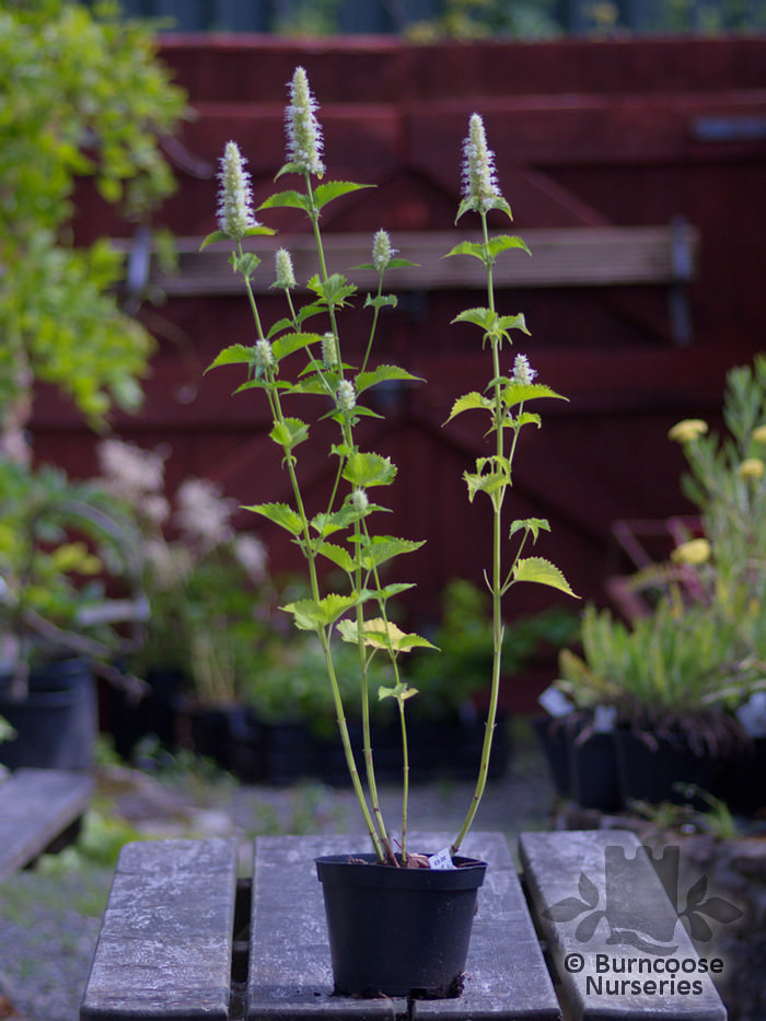 Agastache Foeniculum 'Alabaster' from Burncoose Nurseries