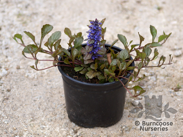 Ajuga Reptans 'Multicolour' from Burncoose Nurseries