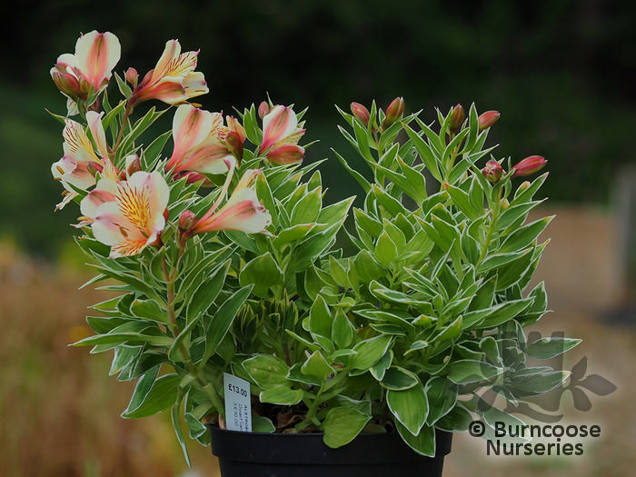 Alstroemeria 'Princess Fabiana' from Burncoose Nurseries Dwarf Long ...