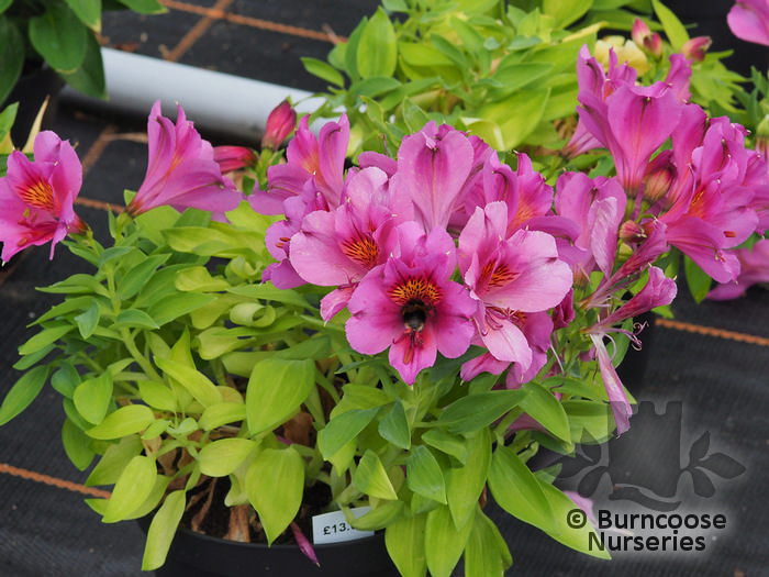 Alstroemeria 'Princess Lilian' from Burncoose Nurseries Dwarf Long ...