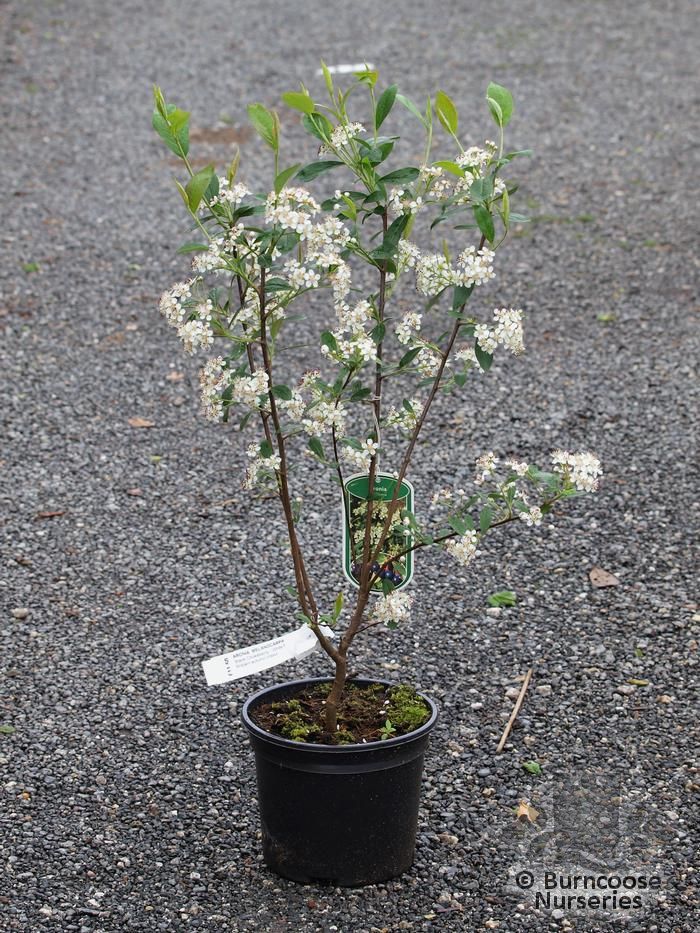 Aronia Melanocarpa 'Autumn Magic' from Burncoose Nurseries
