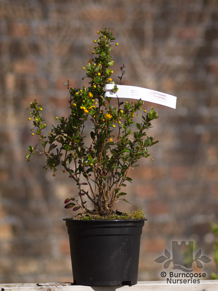 Buy Berberis Buxifolia 'Pygmaea' plants from Burncoose Nurseries