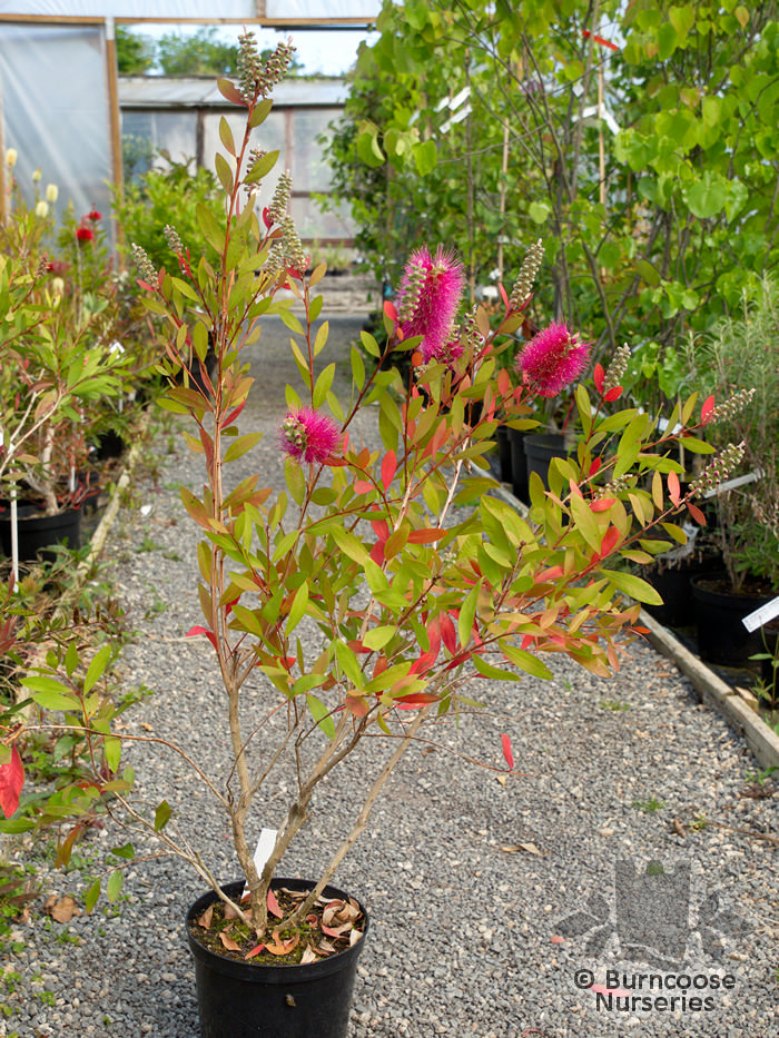 Callistemon Citrinus 'Perth Pink' from Burncoose Nurseries