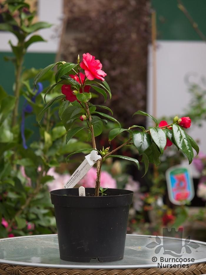 Camellia 'Rusticana' from Burncoose Nurseries