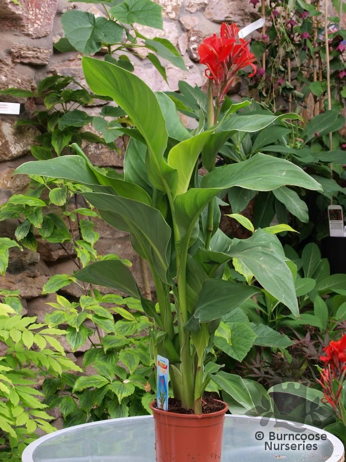 Canna 'Red King Humbert' from Burncoose Nurseries