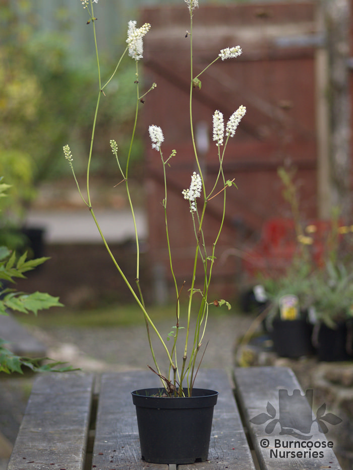 Actaea Simplex 'White Pearl' from Burncoose Nurseries