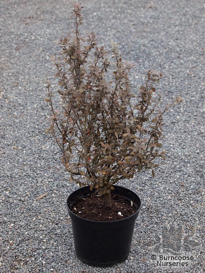 Corokia X Virgata 'Frosted Chocolate' from Burncoose Nurseries