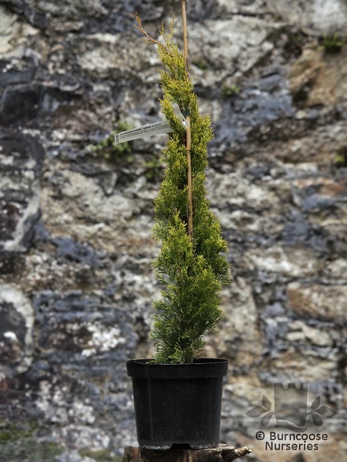 Cupressus Sempervirens 'Swane'S Gold' from Burncoose Nurseries