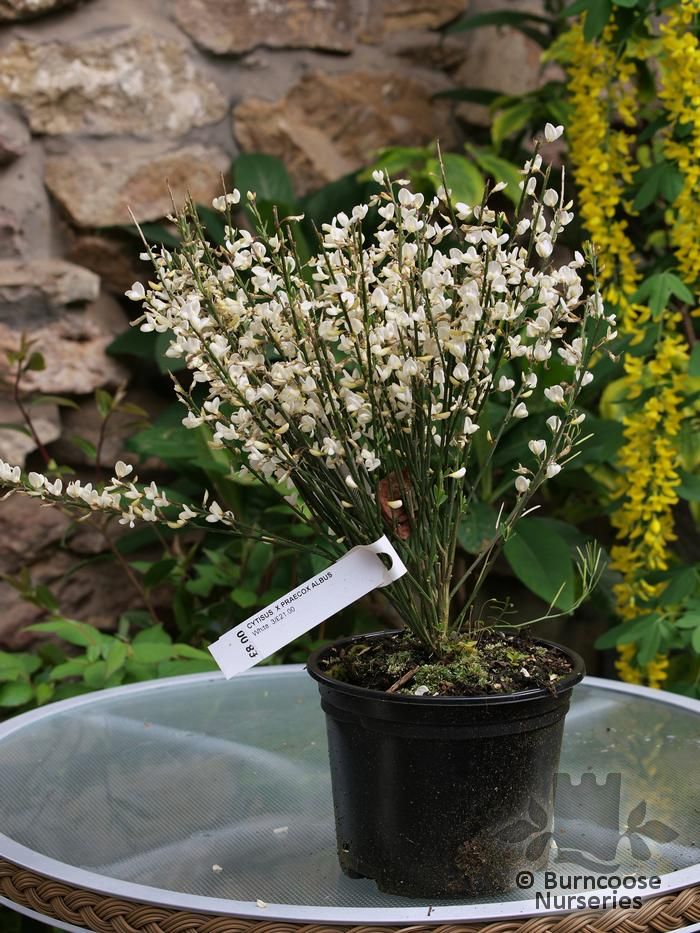 Cytisus X Praecox 'Albus' from Burncoose Nurseries