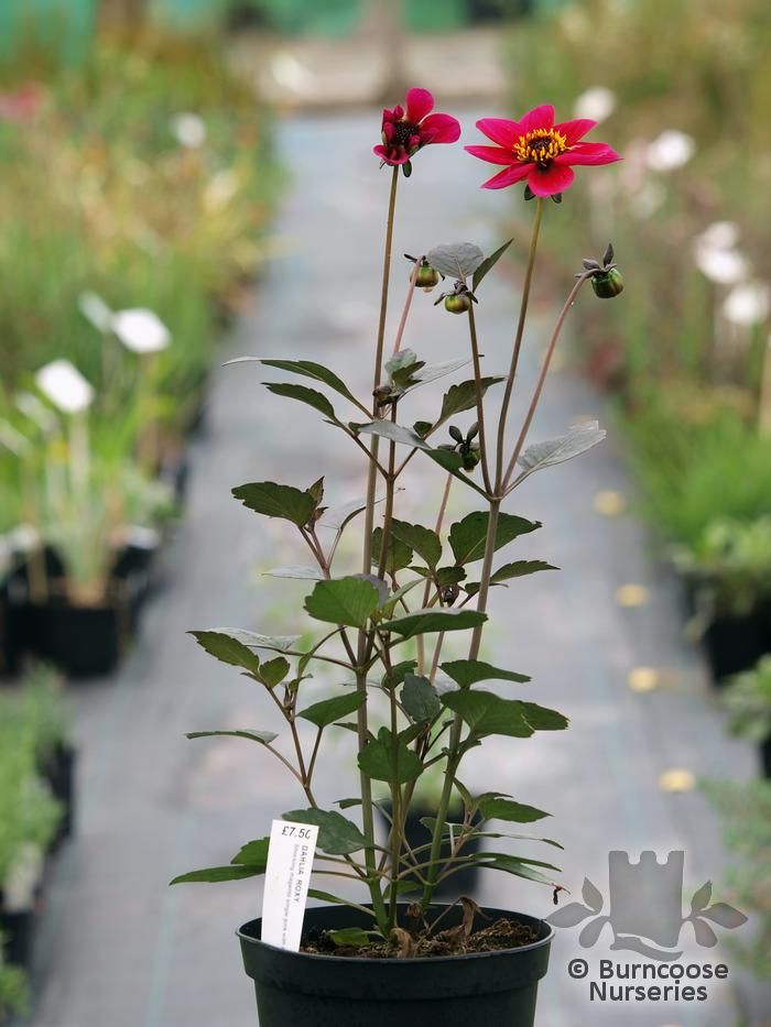 Dahlia 'Roxy' from Burncoose Nurseries