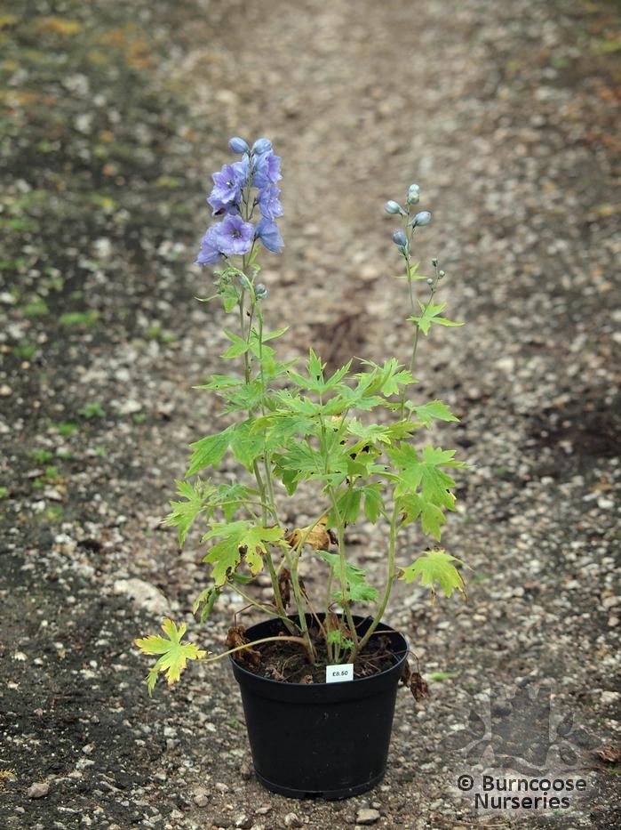 Delphinium 'Cameliard' from Burncoose Nurseries