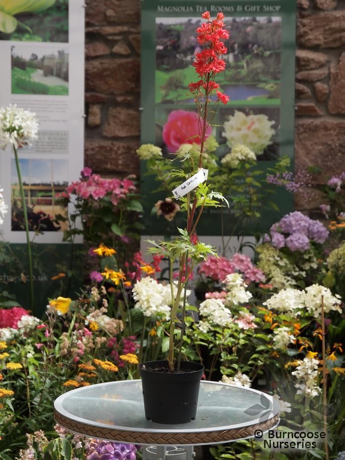 Delphinium 'Red Caroline' from Burncoose Nurseries