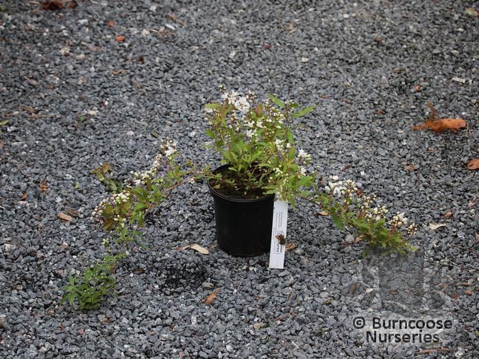 Deutzia Crenata Var 'Nikko' from Burncoose Nurseries